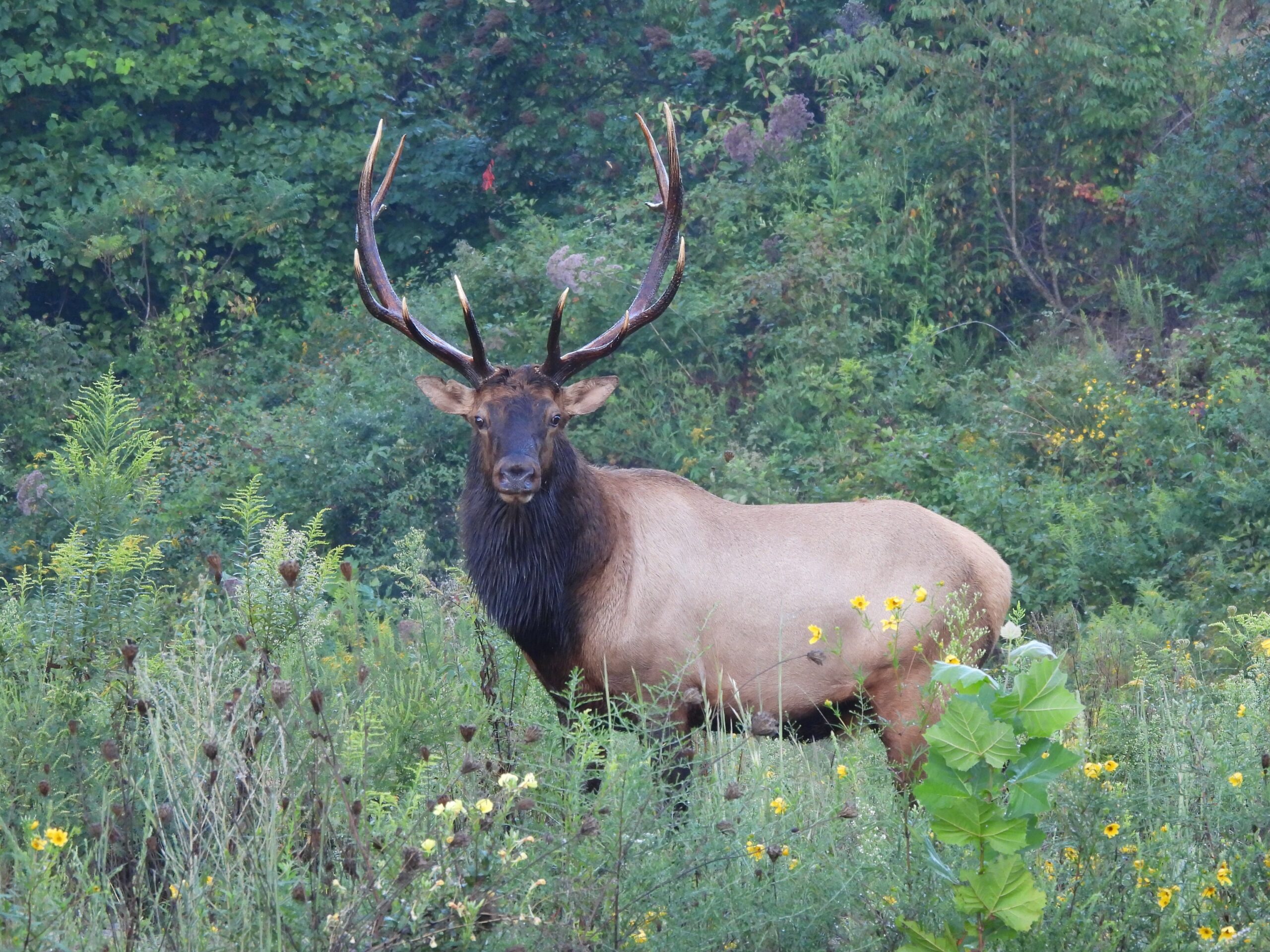 Buchanan County, Virginia